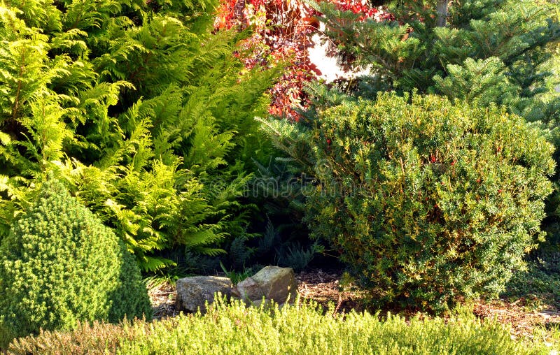 Tuin met bomen en struiken stock foto. Image of roos - 45532196