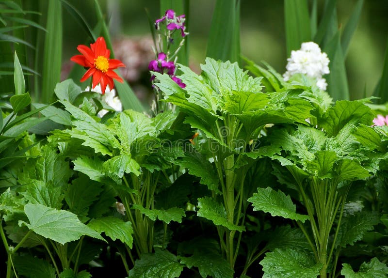 Tuinbloemen Van Verschillende Soorten Stock Afbeelding - Image of ...