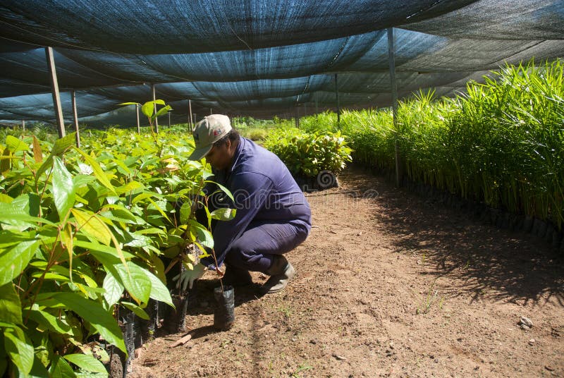 Tuinbouw redactionele foto. Image of boom, werk, milieu - 104293661