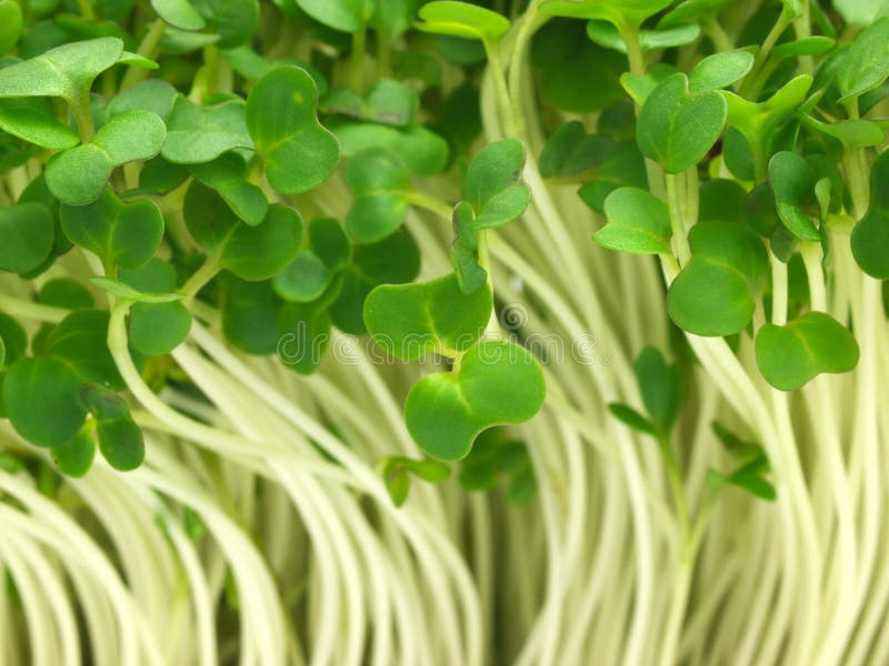 Tuinkers stock afbeelding. Image of vrij, royalty, tuinkers - 21988791