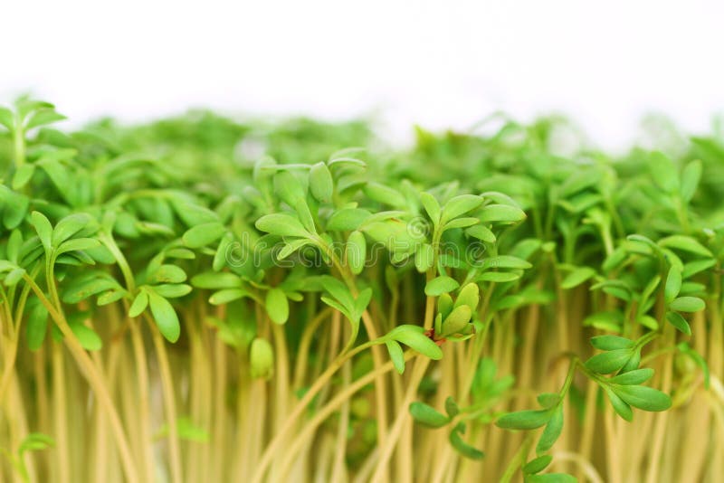 Tuinkers stock afbeelding. Image of tuinkers, voedsel - 27996529