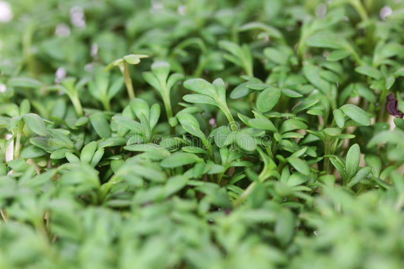 Tuinkers stock foto. Image of studio, organisch, koken - 42312522