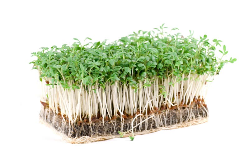 Tuinkers stock foto. Image of nieuw, tuinkers, flowerpot - 13613122