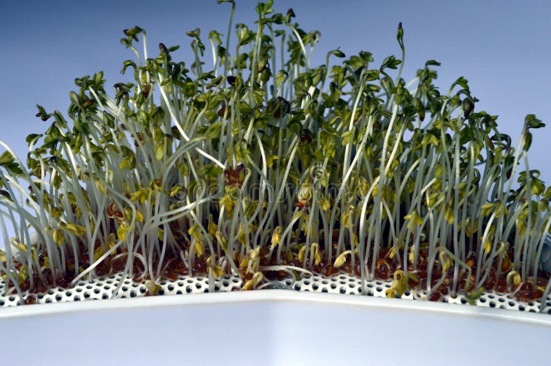 Tuinkers in Witte Zaadkweker Stock Afbeelding - Image of groei, salade ...