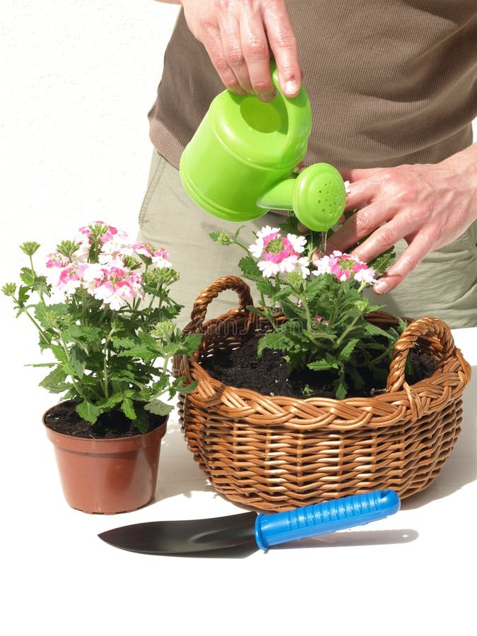 Tuinman Het Water Geven Installatie in Serre Stock Foto - Image of ...