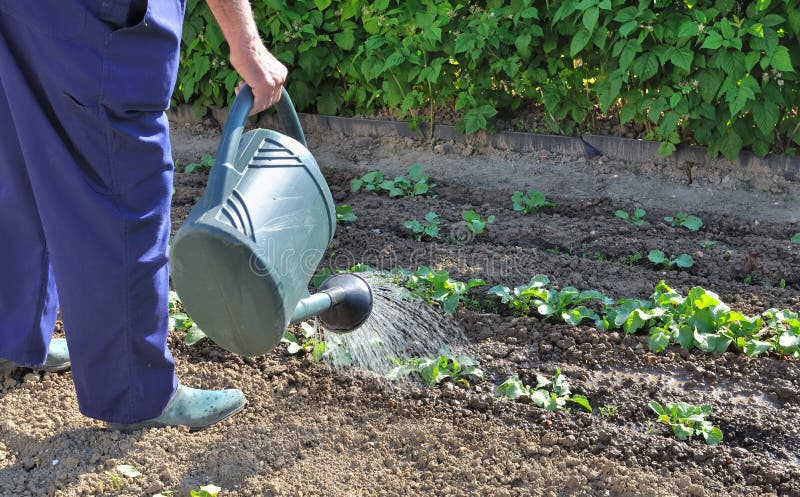 Tuinman het water geven stock foto. Image of tuinman - 31465272