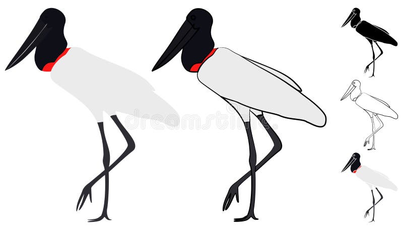 Tuiuiu Bird in Profile View Stock Vector - Illustration of feather ...