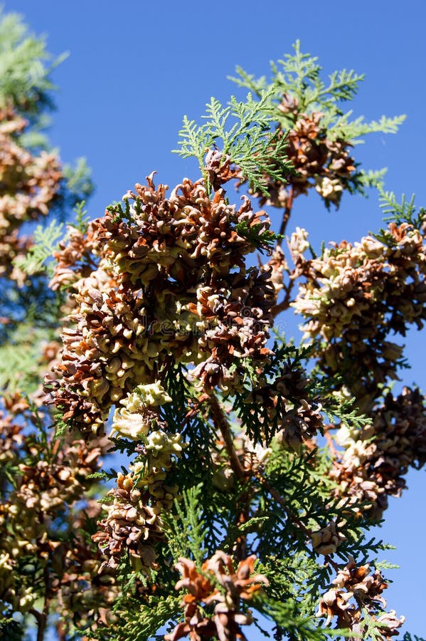 Tuja seed, crop stock image. Image of plant, natural - 63935587
