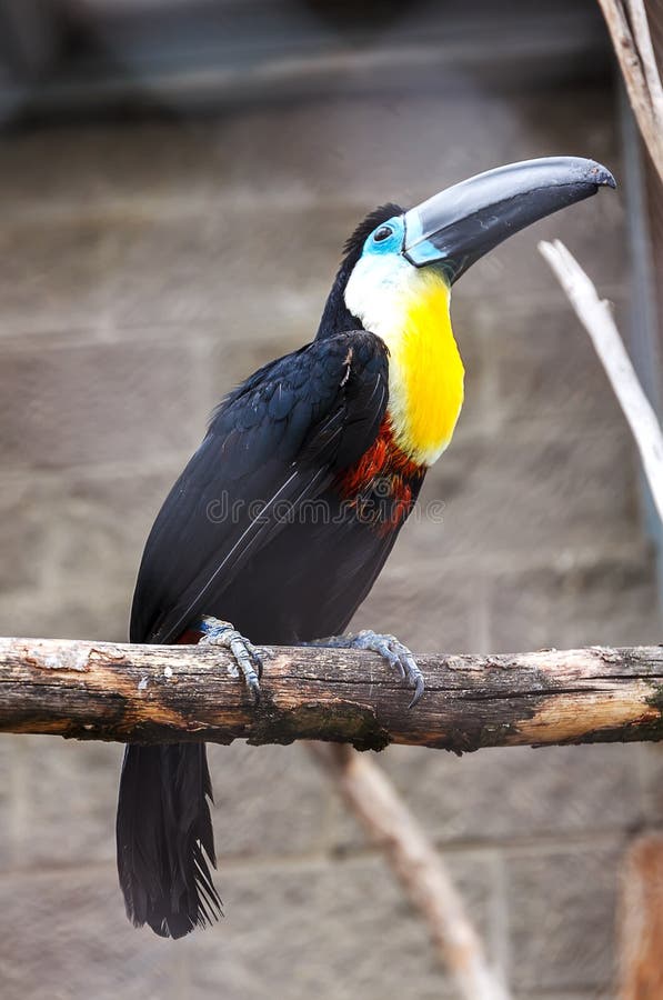 Tukan bird in the zoo stock photo. Image of bright, black - 98402072