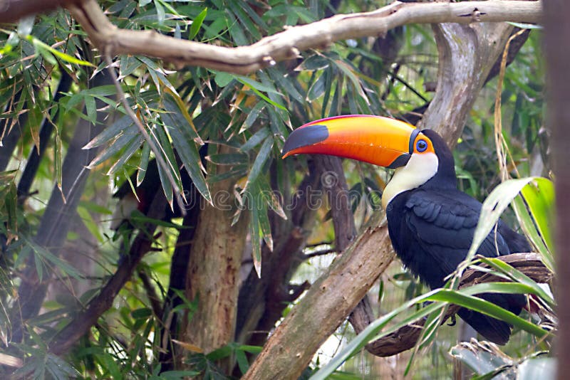 Tukan Stock-Fotos - Laden Sie 1,418 Royalty-Free Fotos herunter