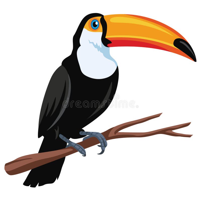 Tukan-Vogel-Vektor-Illustration Vektor Abbildung - Illustration von ...