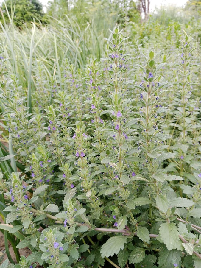 Malinga Plants Stock Photos - Free & Royalty-Free Stock Photos from ...