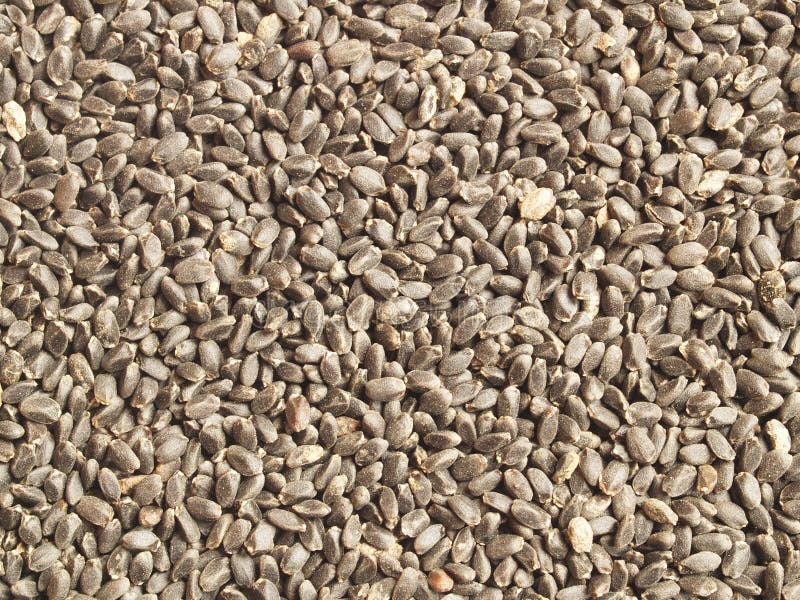 Basil seeds plant stock image. Image of summer, human - 68523505