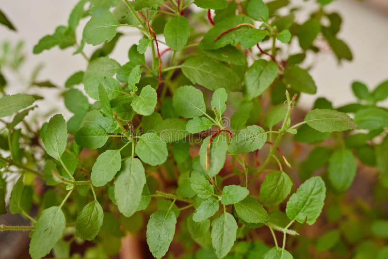 Tulasi plant stock image. Image of white, india, asia - 80310279