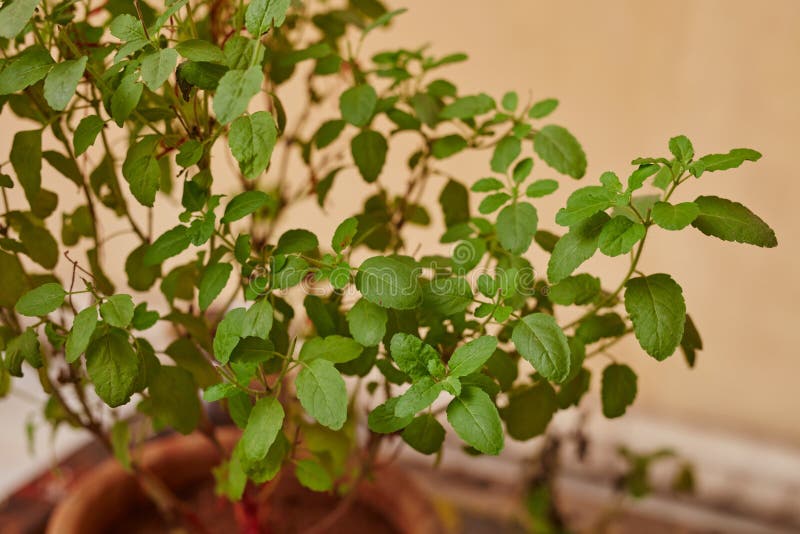 Tulasi plant stock photo. Image of worship, fresh, offer - 80310796