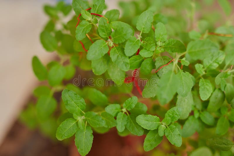 Tulasi plant stock photo. Image of natural, leaf, nature - 80310942