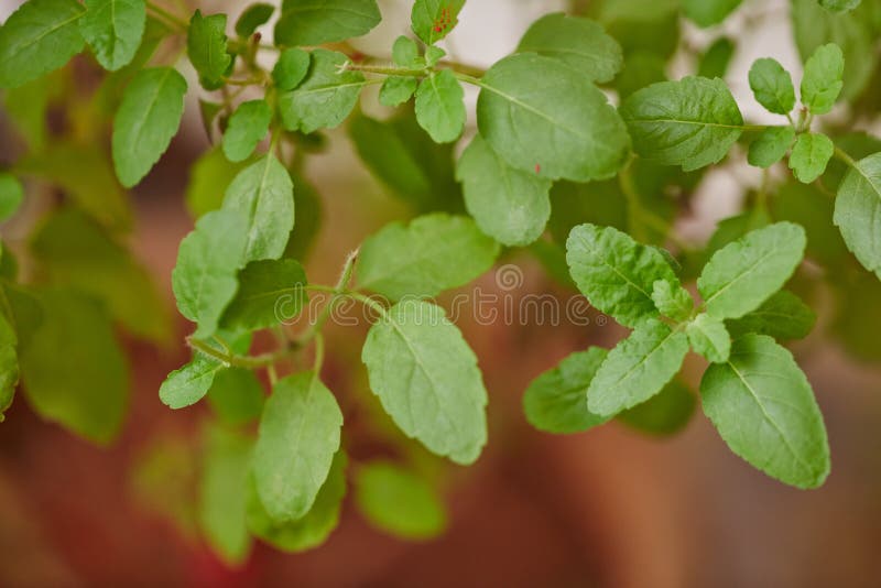 Tulasi plant stock image. Image of natural, devi, vrinda - 80311579