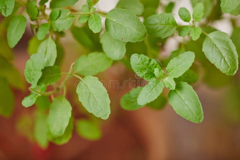 Tulasi plant stock image. Image of herb, devi, basil - 80311749