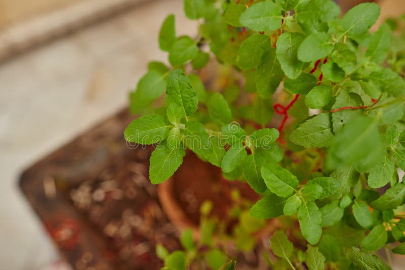 Tulasi plant stock image. Image of nature, tulsi, herbal - 80312413