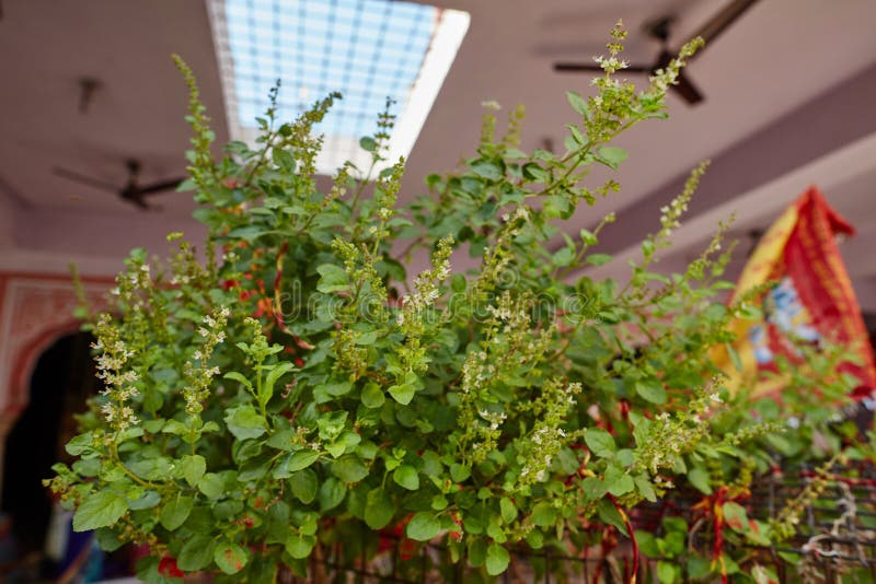 Tulasi plant stock image. Image of india, fresh, tulasi - 80313333
