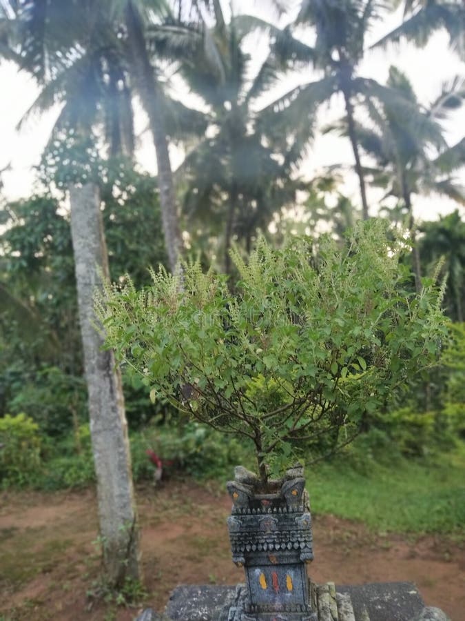 Tulasi tree god gift editorial stock photo. Image of nature - 161258923