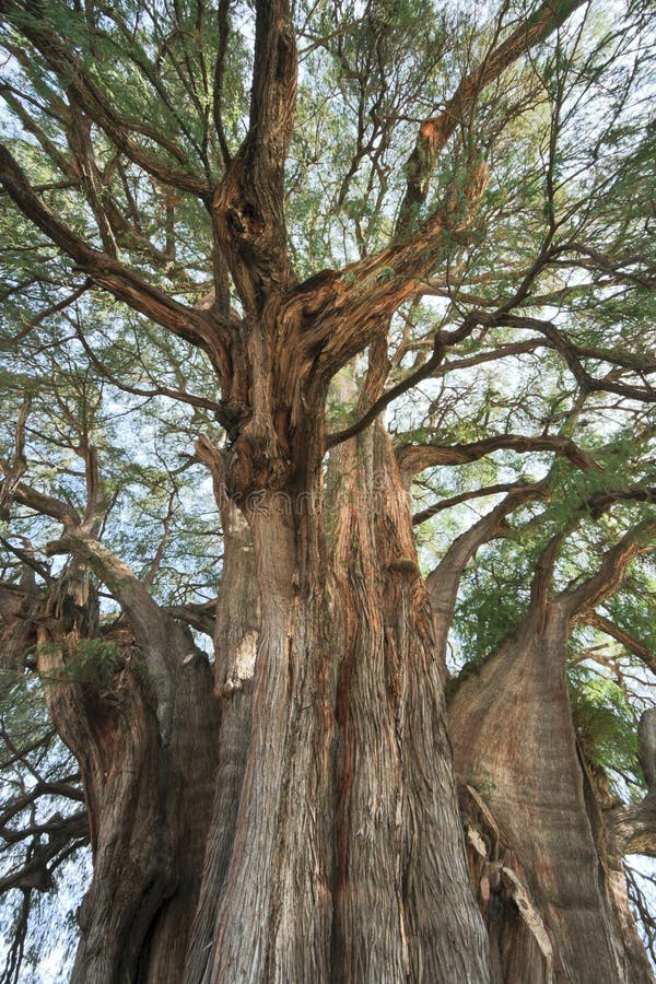 Tree of Tule stock image. Image of branch, mexican, enormous - 19853535