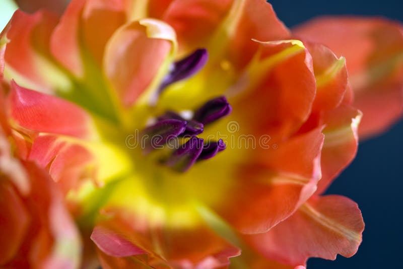 Tulipán foto de archivo. Imagen de planta, parte, vitalidad - 35687168