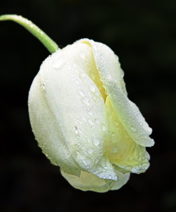 Tulipán Blanco - Flor De Luto Foto de archivo - Imagen de fondo, cubo ...