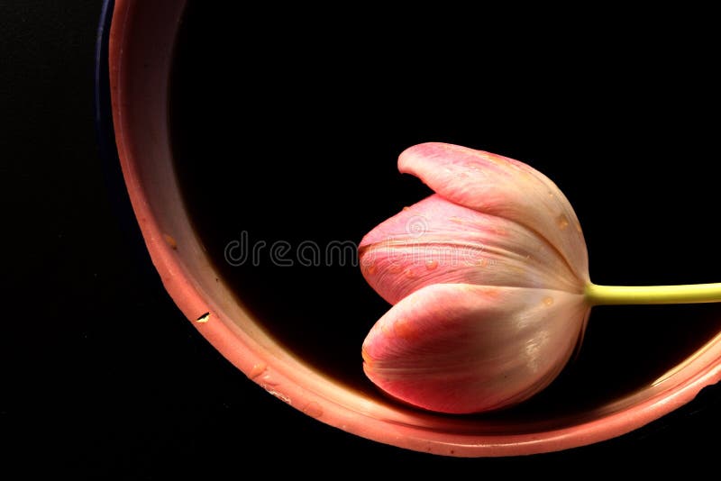 Tulip stock photo. Image of rose, sepal, bouquet, leaves - 1018854