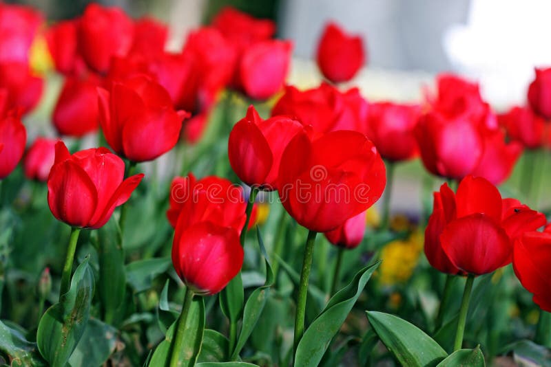 Row of tulips stock photo. Image of blooming, tulips - 16870778