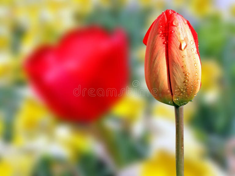 Freedom Tulip Bud Stock Photos - Free & Royalty-Free Stock Photos from ...