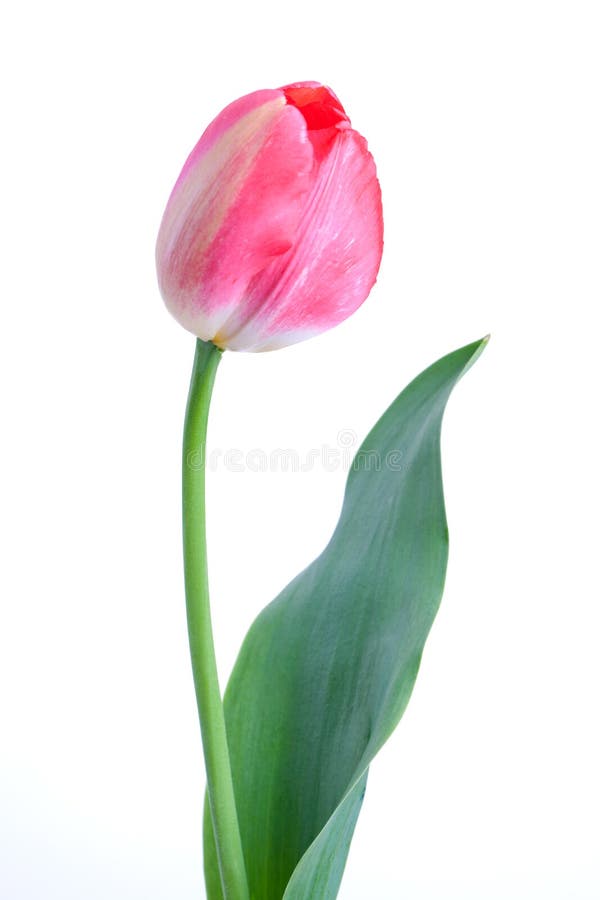 Single tulip stock image. Image of leaves, colored, floral - 2136271