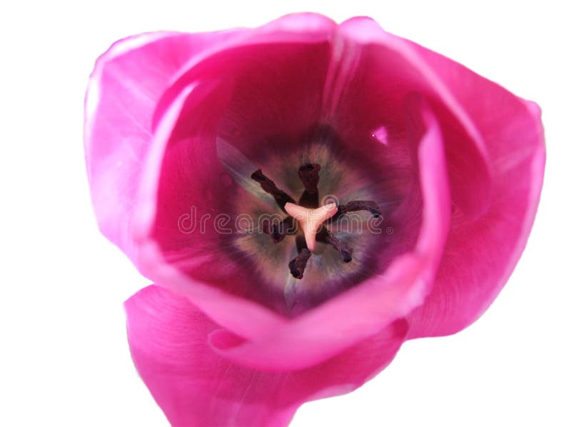 Lily petal stock image. Image of close, smell, pink, natural - 4646005