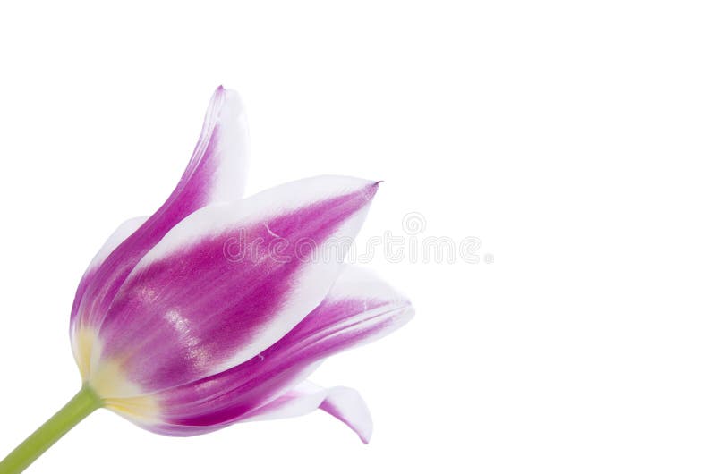 Lily petal stock image. Image of close, smell, pink, natural - 4646005