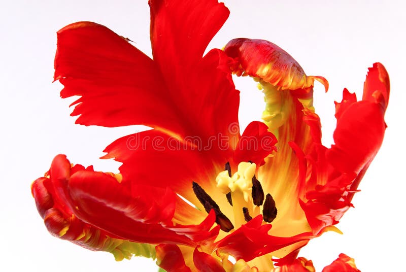 Tulip 20 stock image. Image of petal, macro, flower, leaf - 4522541