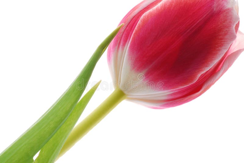 Tulip Picture. Image: 2014767