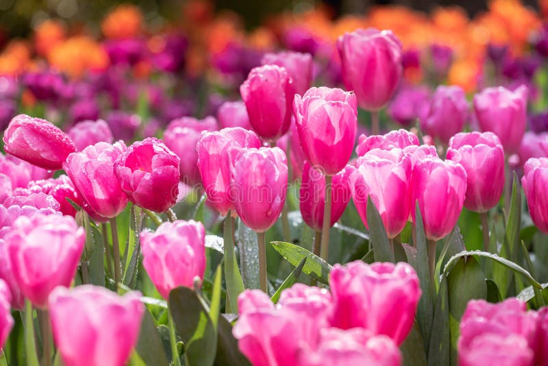 Colorful Tulip Flowers in Spring Park, Garden Stock Photo - Image of ...
