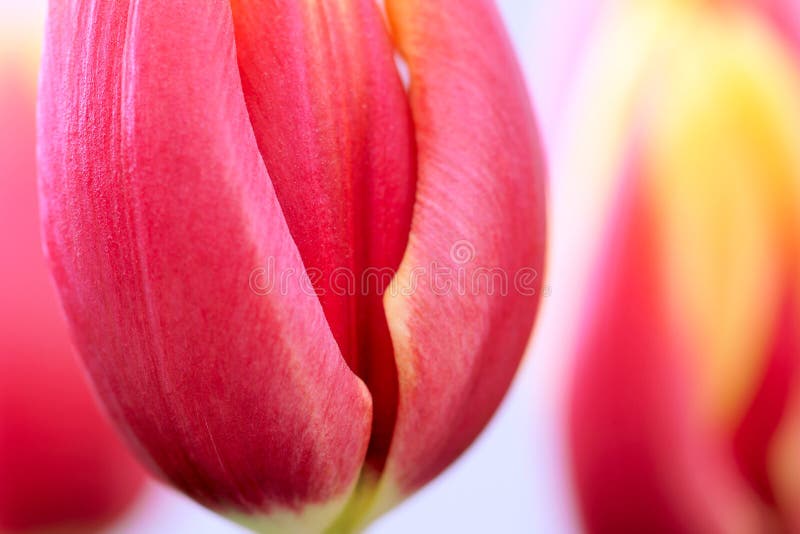 Tulip stock image. Image of tulips, tulip, close, flower - 29297673