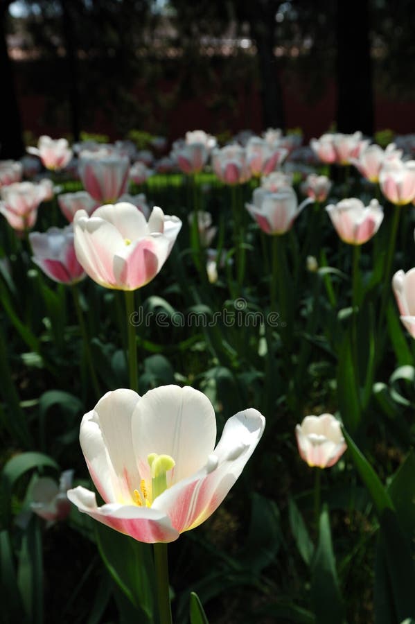 Tulip Picture. Image: 3958865