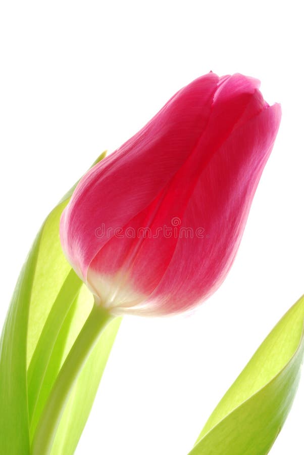 Single pink tulip stock photo. Image of blossom, vibrant - 4086732 Single pink tulip stock photo. Image of blossom, vibrant - 4086732