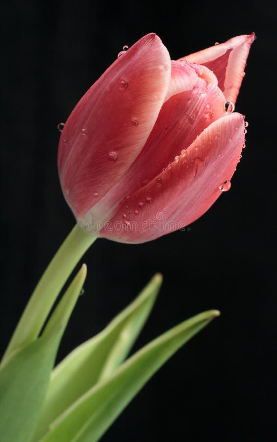 Tea leaves stock image. Image of asia, farm, east, beverage - 3051017