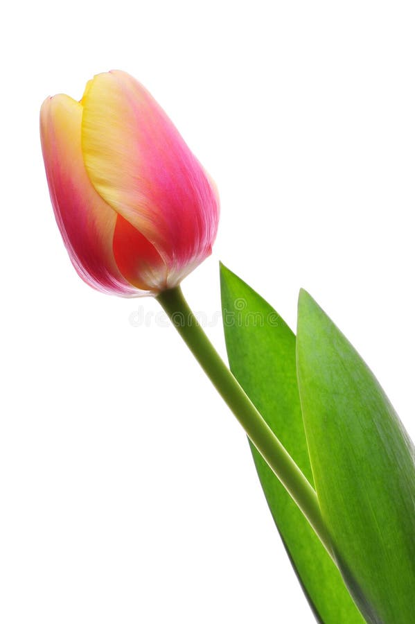 Tulip stock photo. Image of detail, pink, spring, flowers - 4969072