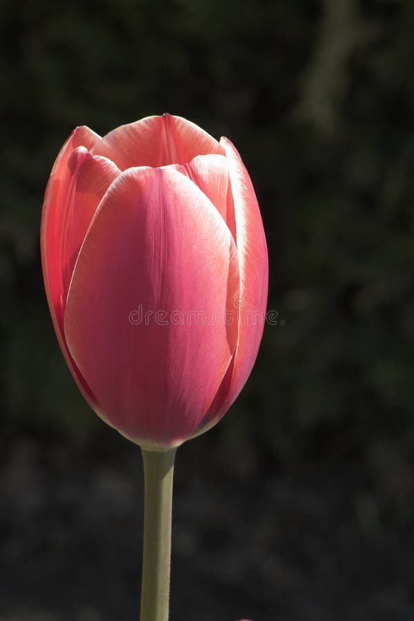 Tulip stock image. Image of lilia, beautiful, garden, nature - 622361