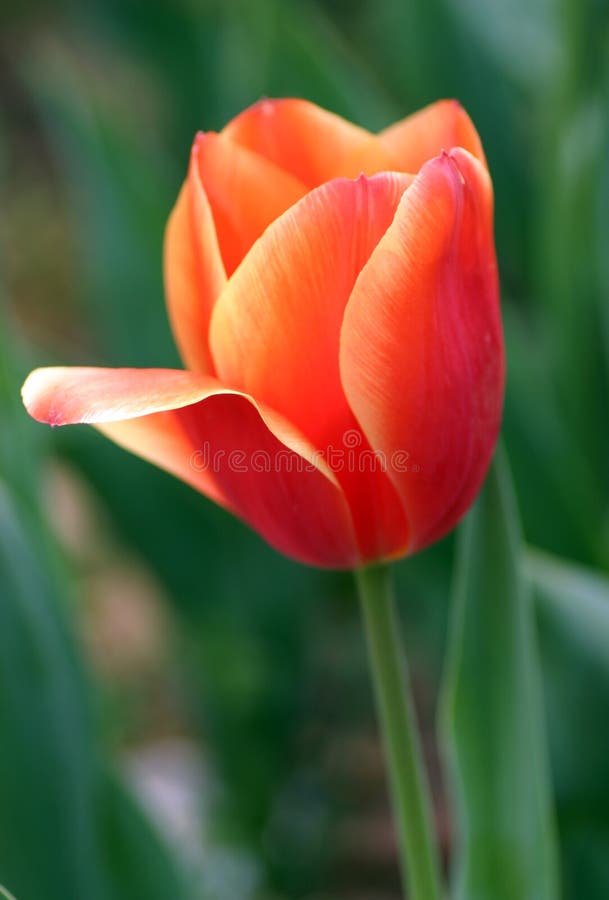 Turkish tulip stock image. Image of yellow, flowers, type - 24652805