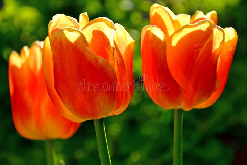 Tulip Back Lighting Green Blurred Background Stock Photos - Free ...