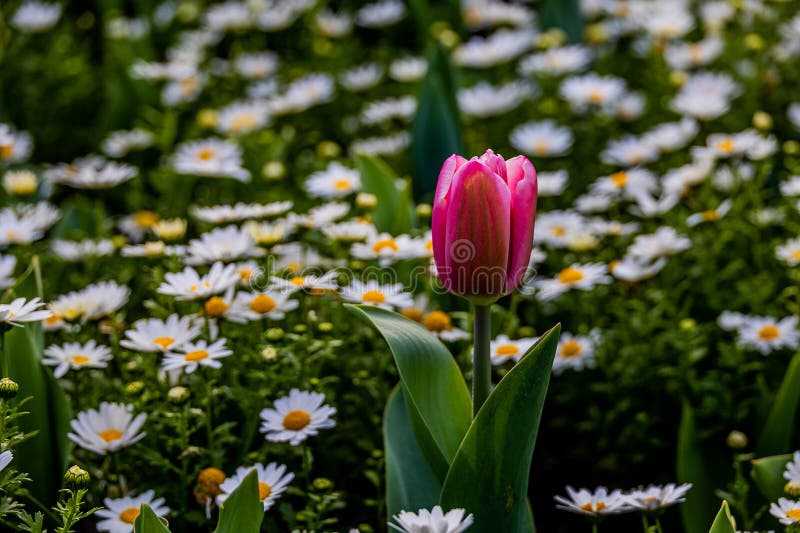 Tulip on a Background of White Daisies in a Park Garden on a Spring Day ...