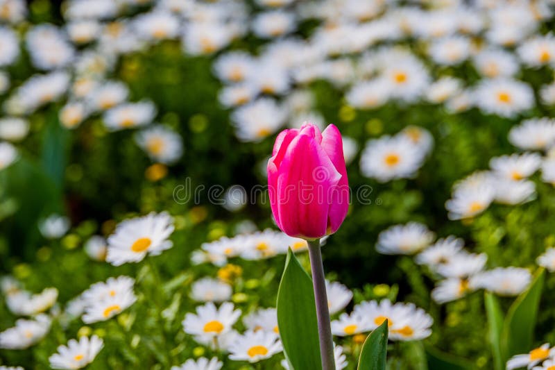 Tulip on a Background of White Daisies in a Park Garden on a Spring Day ...
