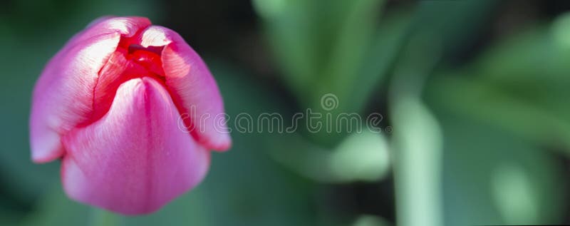 Red tulip banner stock photo. Image of isolated, colorful - 63193242