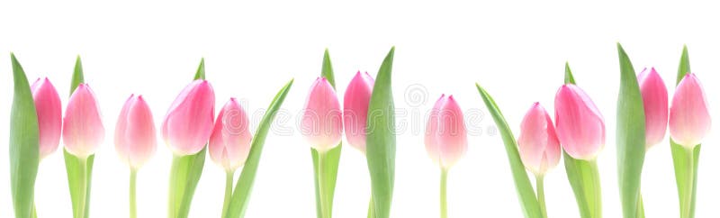 Red tulip banner stock photo. Image of isolated, colorful - 63193242