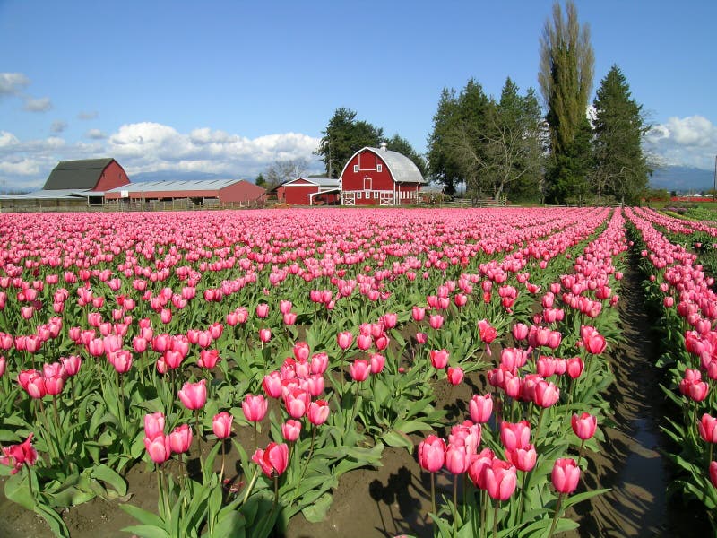 Tulip Barn and Horizon stock photo. Image of state, pacific - 694822